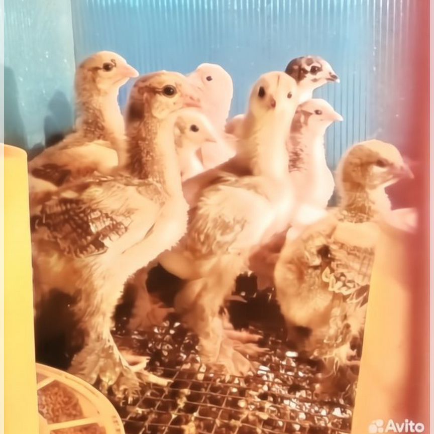 Компания Подрощенных цыплят. Бройлеры. Цесарки