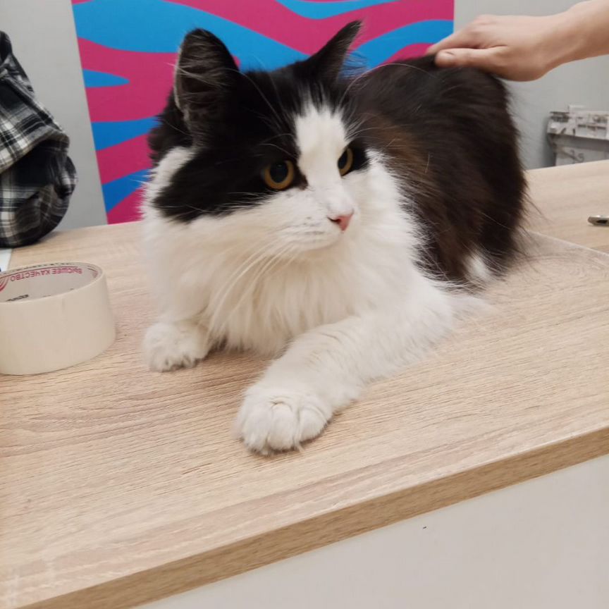 Найдена кошка