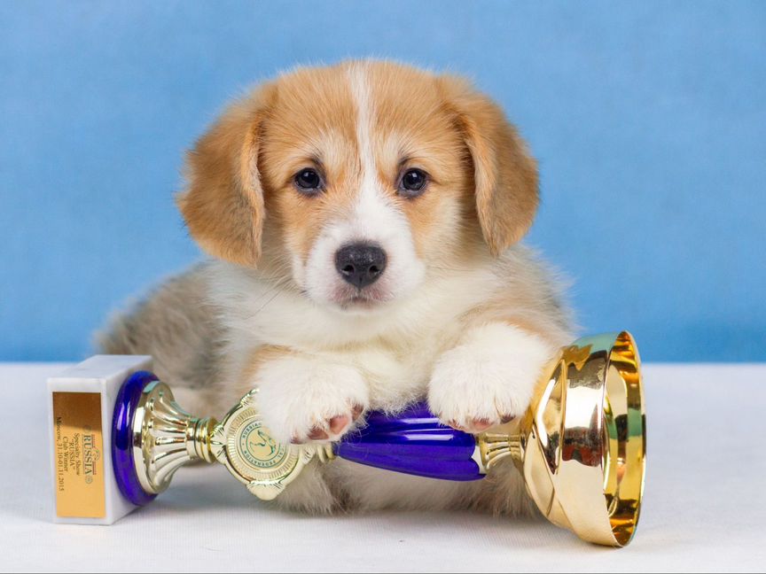 Шикарные Щенки Вельш Корги Пемброк