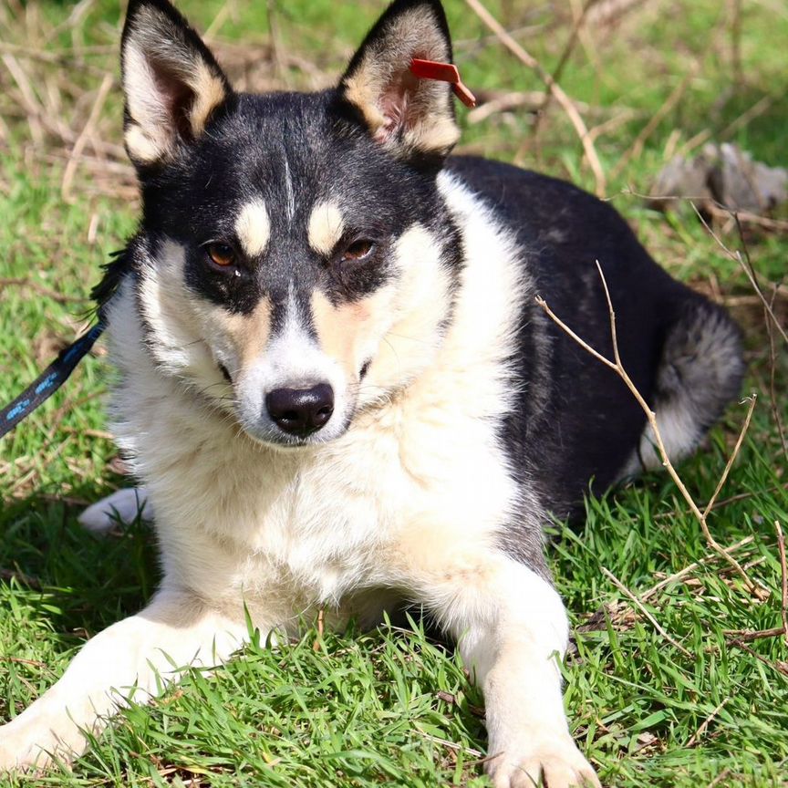 Дарина в добрые руки