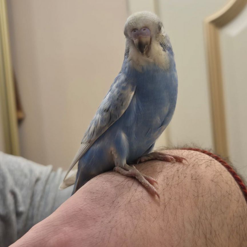 Волнистый попугай