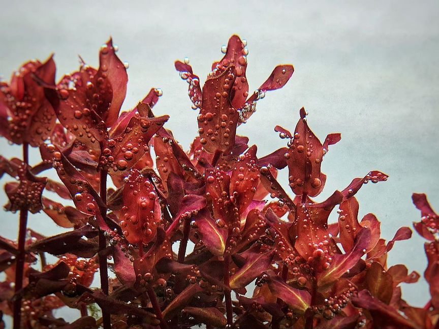 Ротала макрандра (Rotala macrandra) меристемная