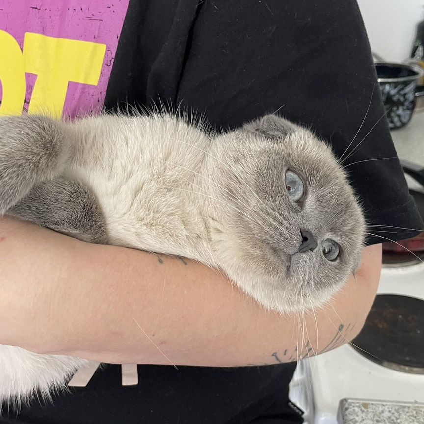 Шотландская вислоухая кошка