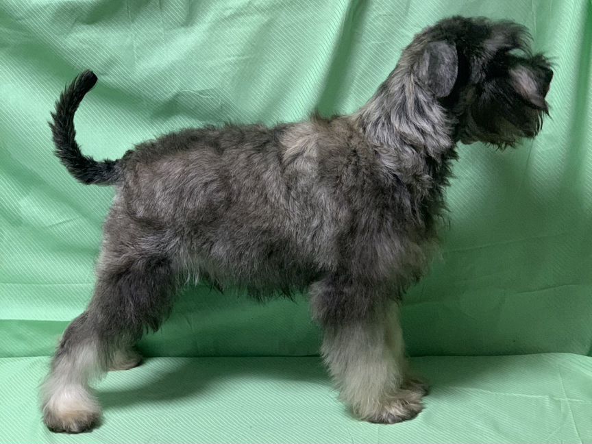 Цвергшнауцер