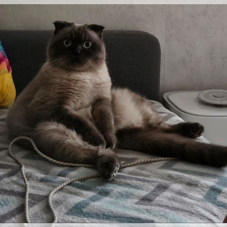 Потерялся кот Шотландский вислоухий
