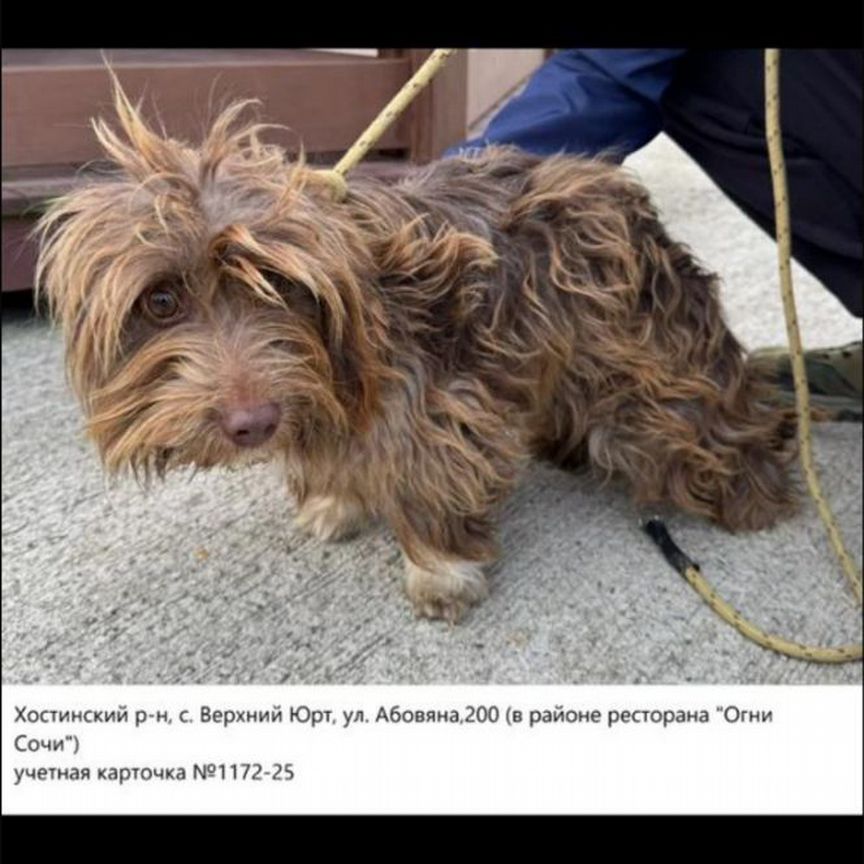 Взрослая собака в добрые руки