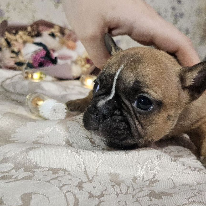 Французский бульдог