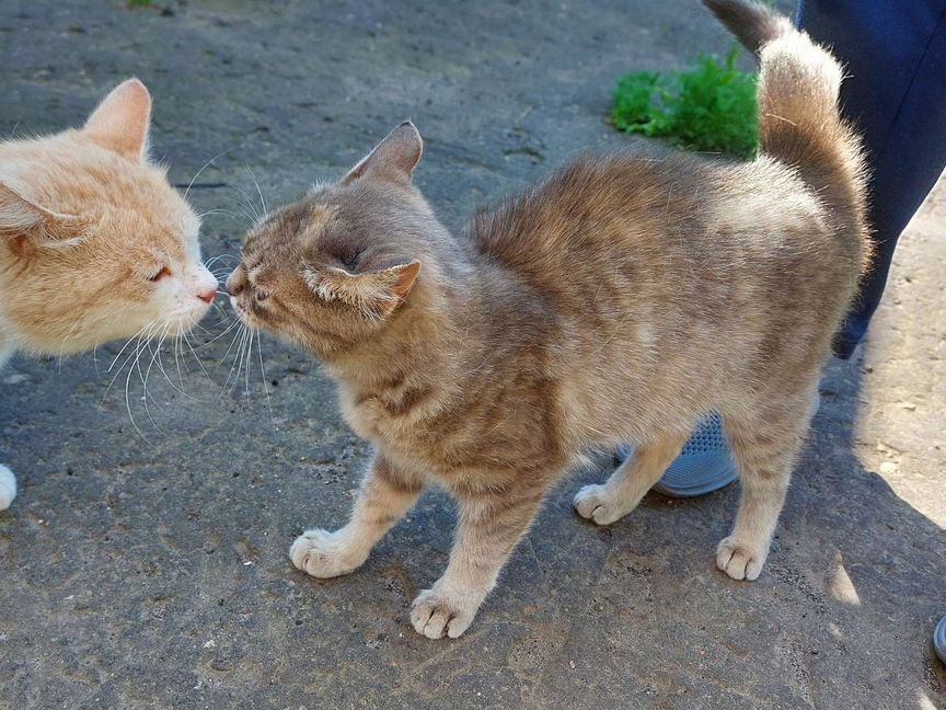 Две кошечки и рыжий котик