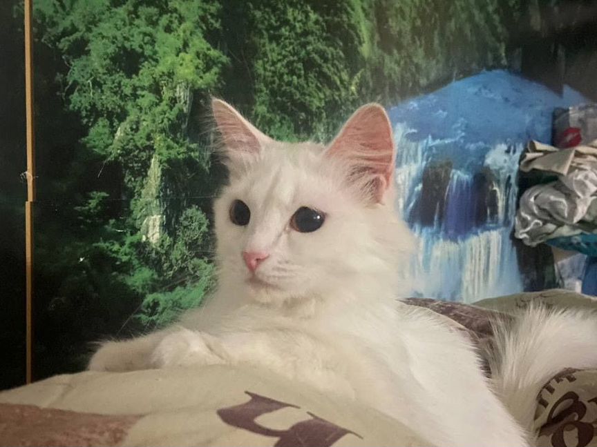 Кошечка в добрые руки