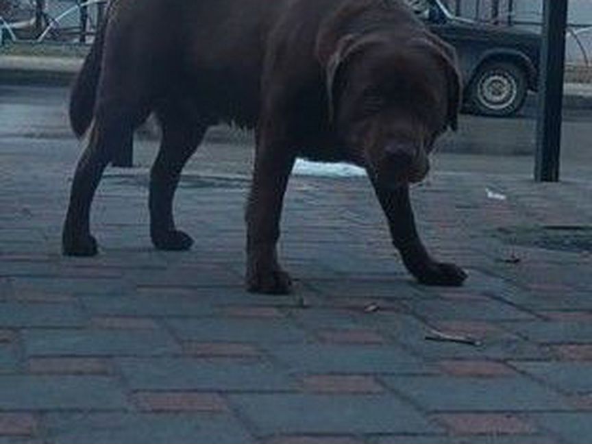 Чья - то потеряшка лабрадор