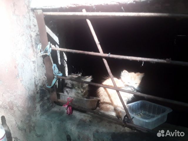 2 котенка рыжий и серый