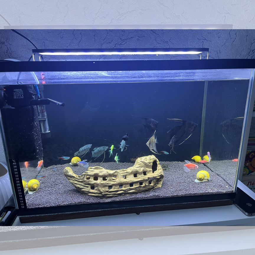 Аквариум с рыбками