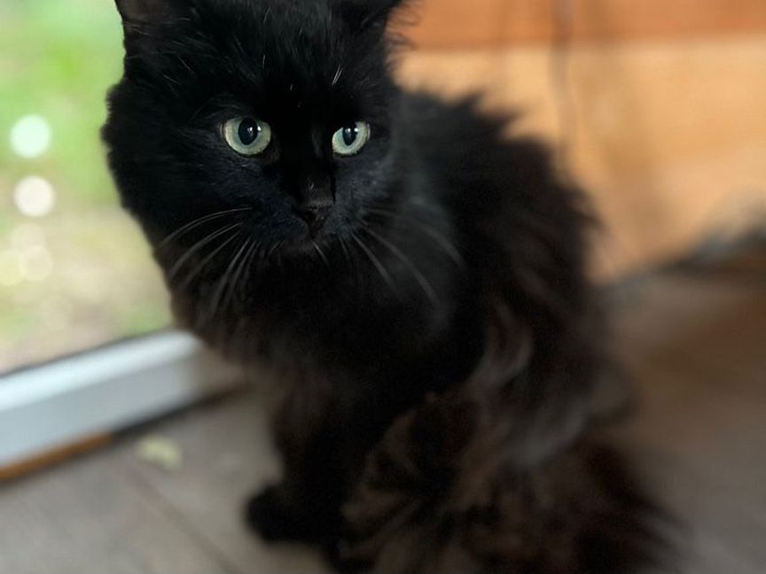 Кошечка очень добрая