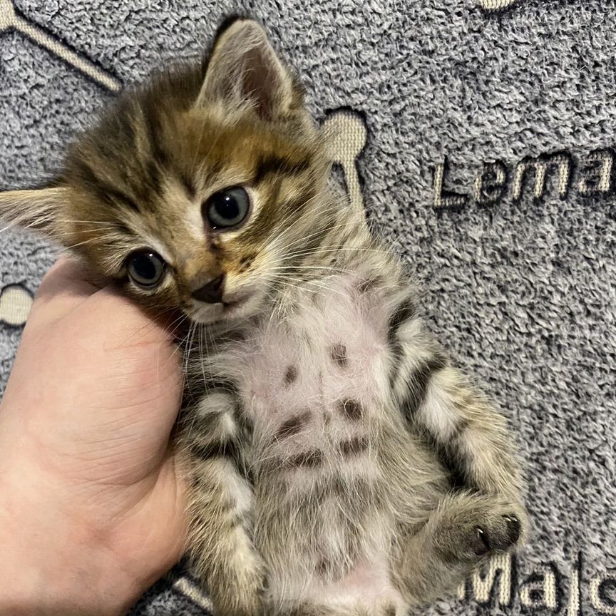 Котенок мальчик бесплатно
