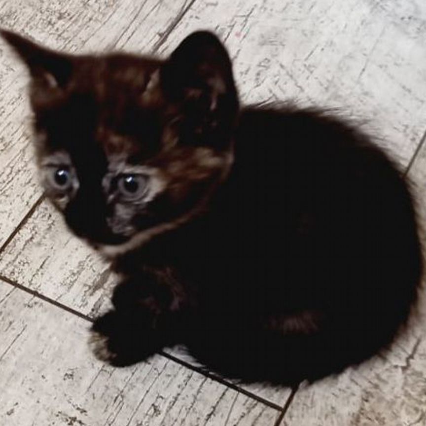 Кошечка девочка ищет дом