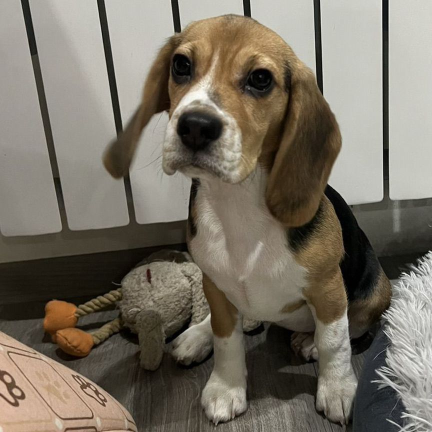 Бигль, щенок