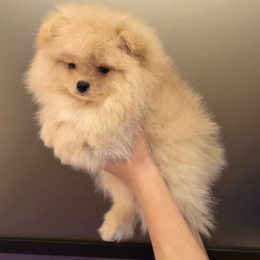 Померанский шпиц, щенок