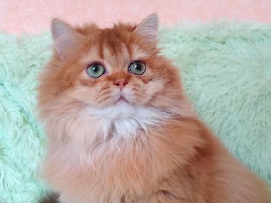 Британские котята