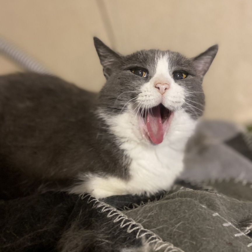 Нежнейшая Булочка