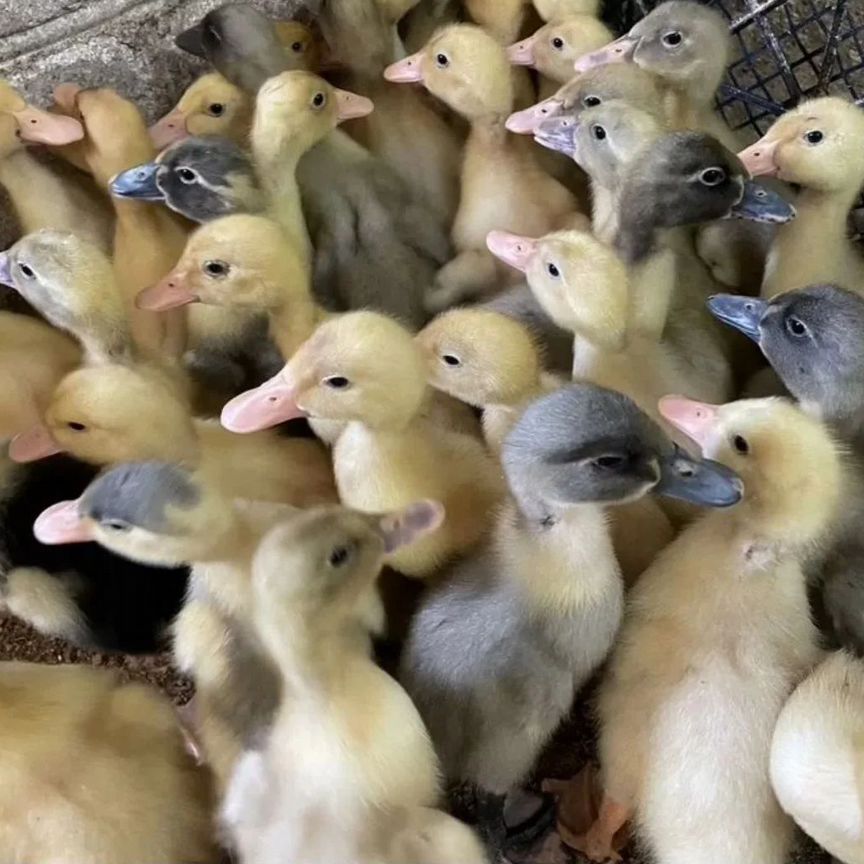 Птица утка оптом