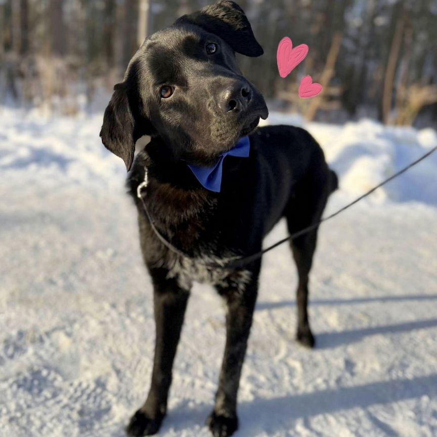 Взрослый пёс в добрые руки