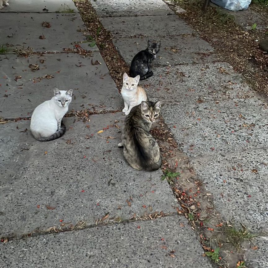 Котята милейшие в добрые руки