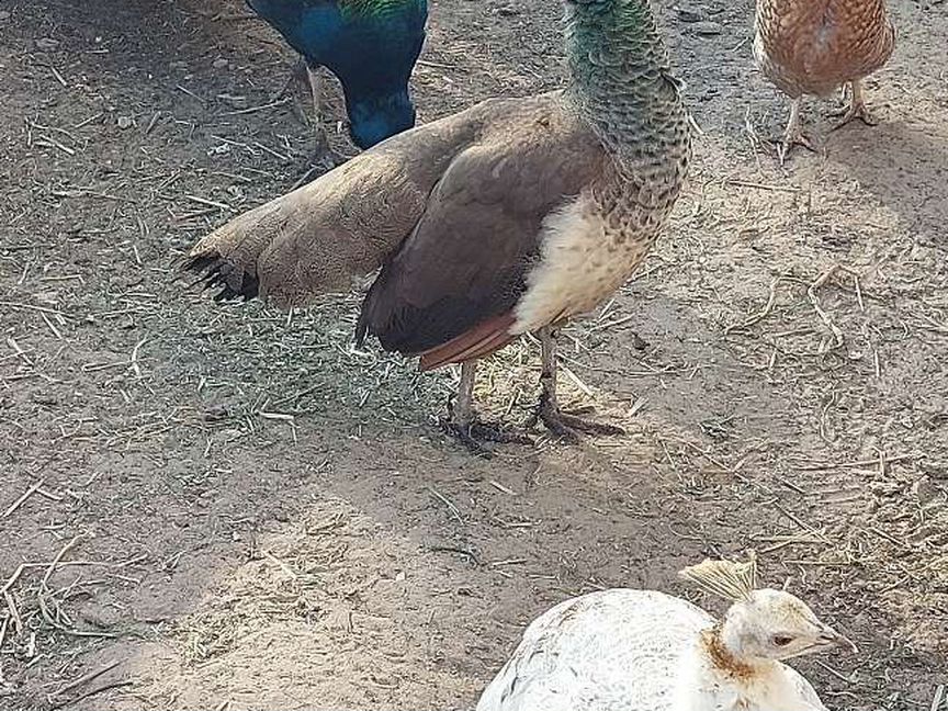 Павлины продажа