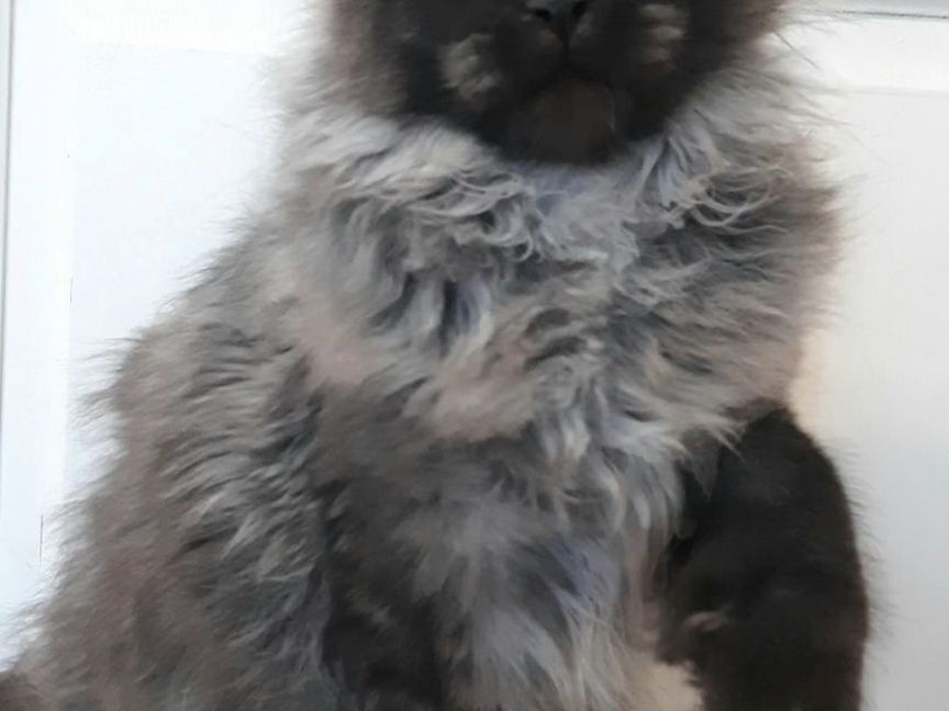 Мейн кун котенок черный дым полидакт