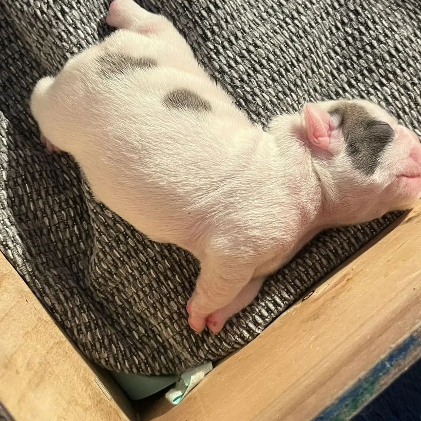 Французский бульдог, щенок