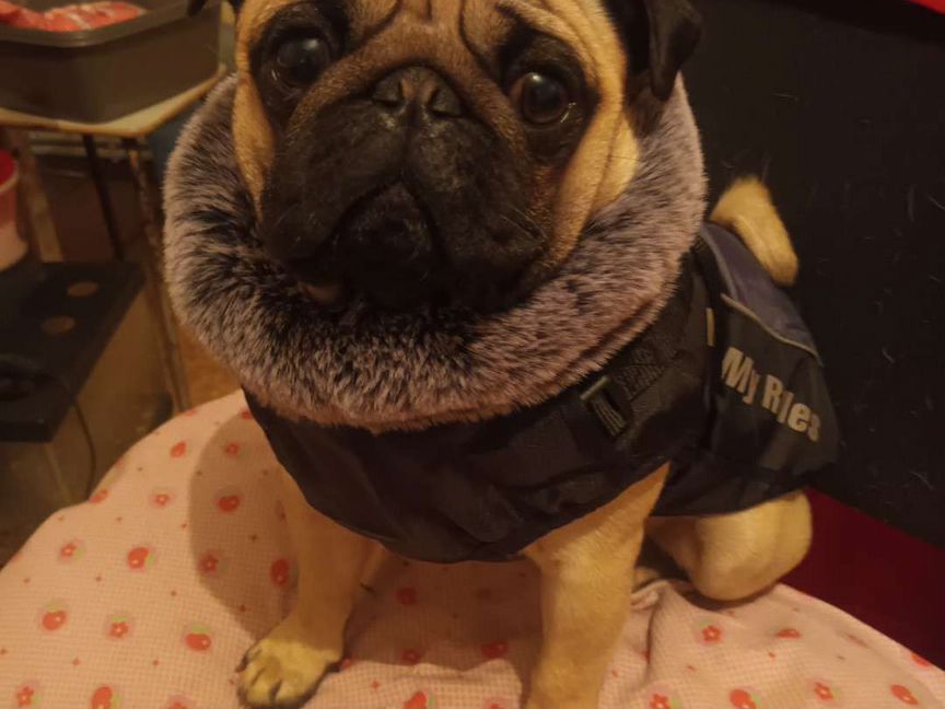 Продаю мопса, мальчик 2,5 года. В связи переездом