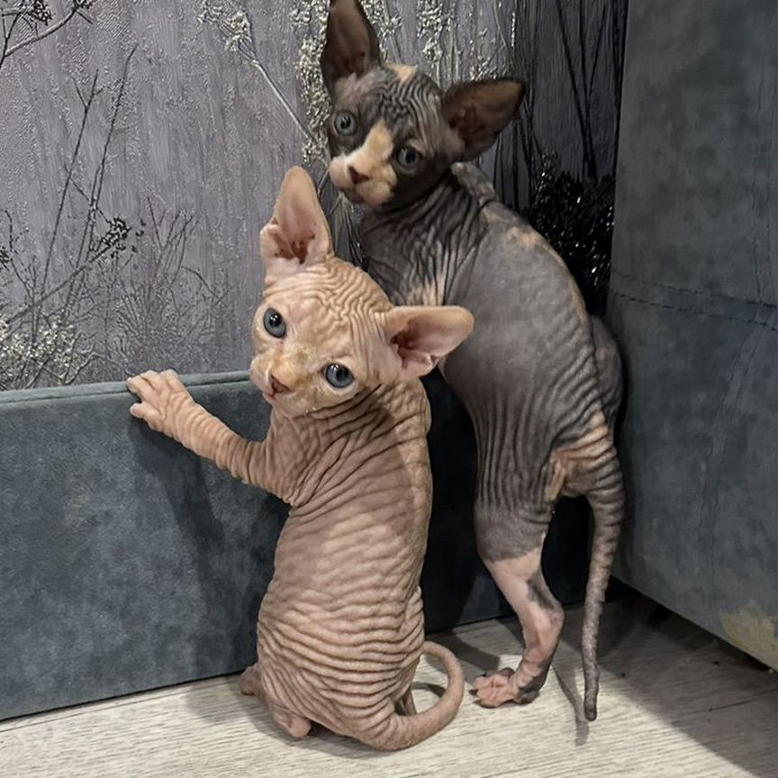 Котята сфинкс