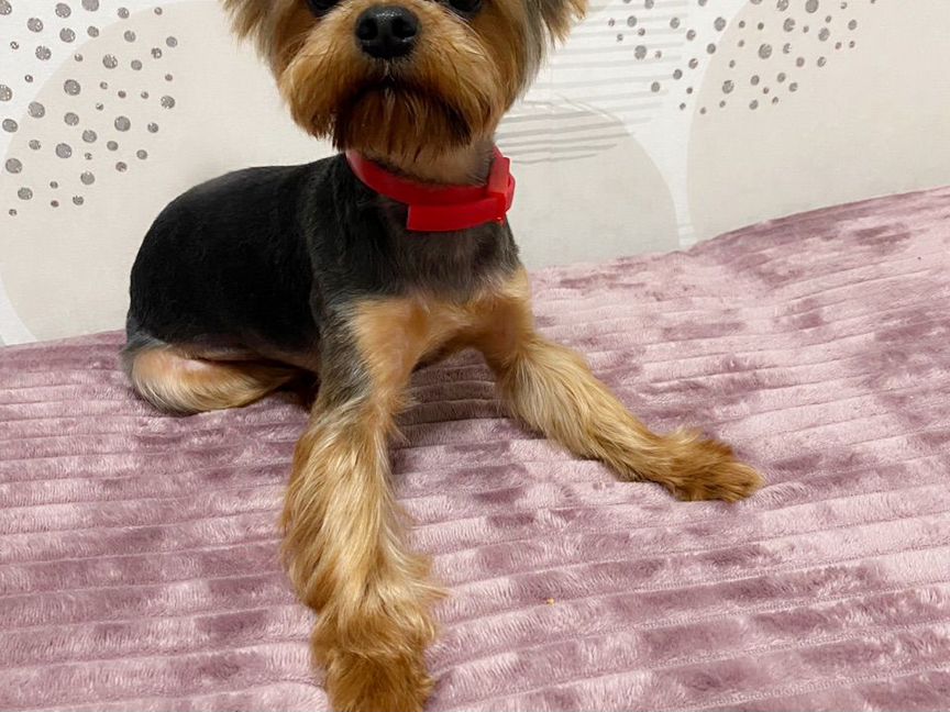 Йоркширский терьер вязка мальчик