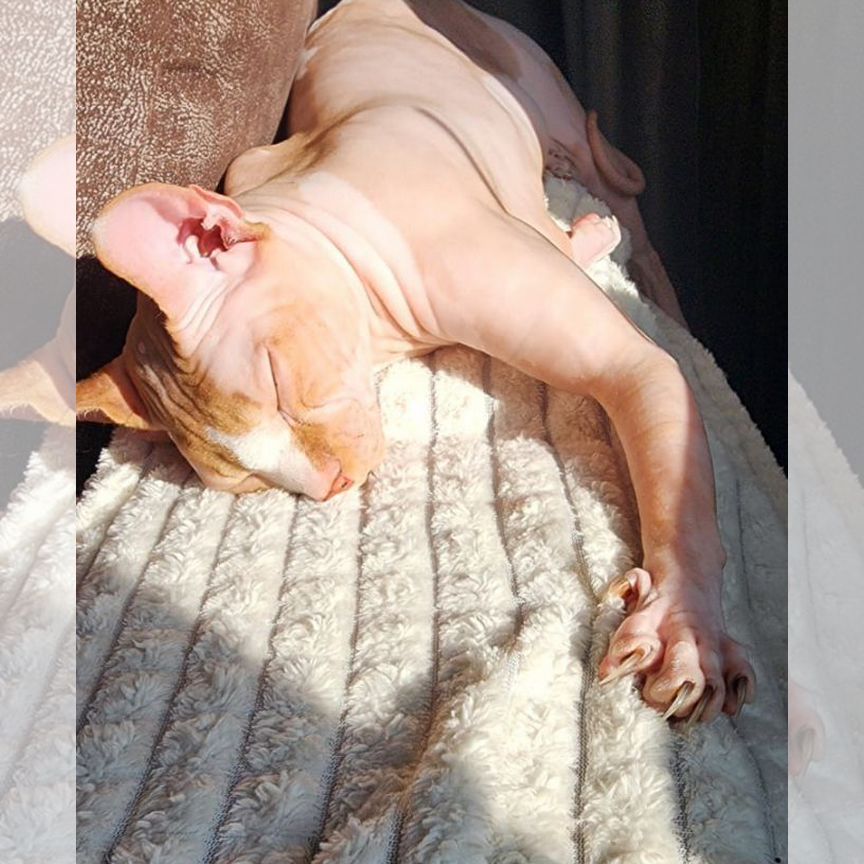 Канадский сфинкс отдам