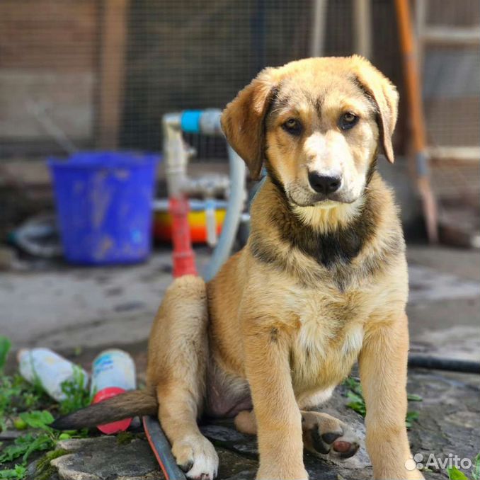 Собаки в беде
