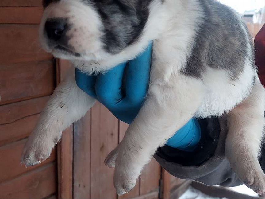 Среднеазиатская овчарка