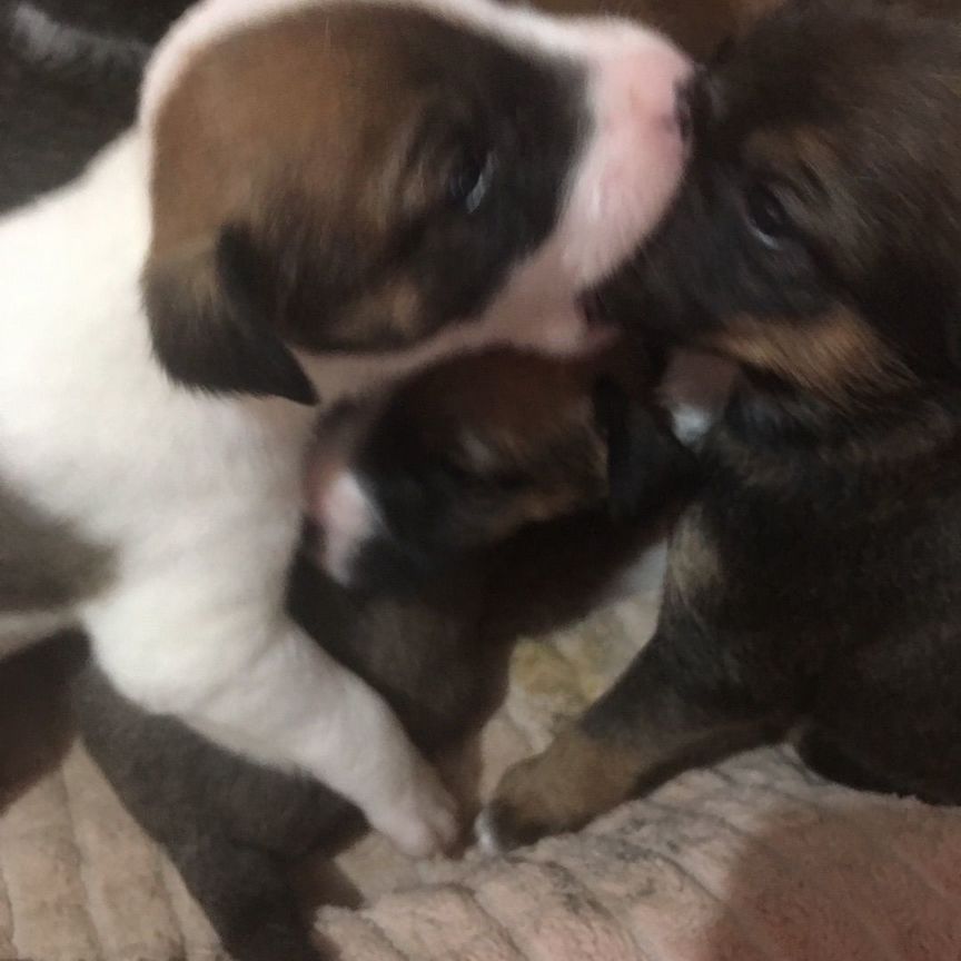 Ищем маму и папу