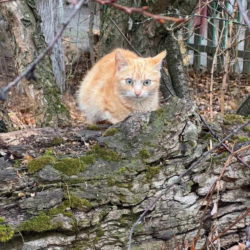 Котята в добрые руки бесплатно