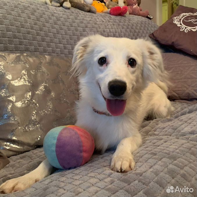 Собака Ляля девочка в добрые руки бесплатно