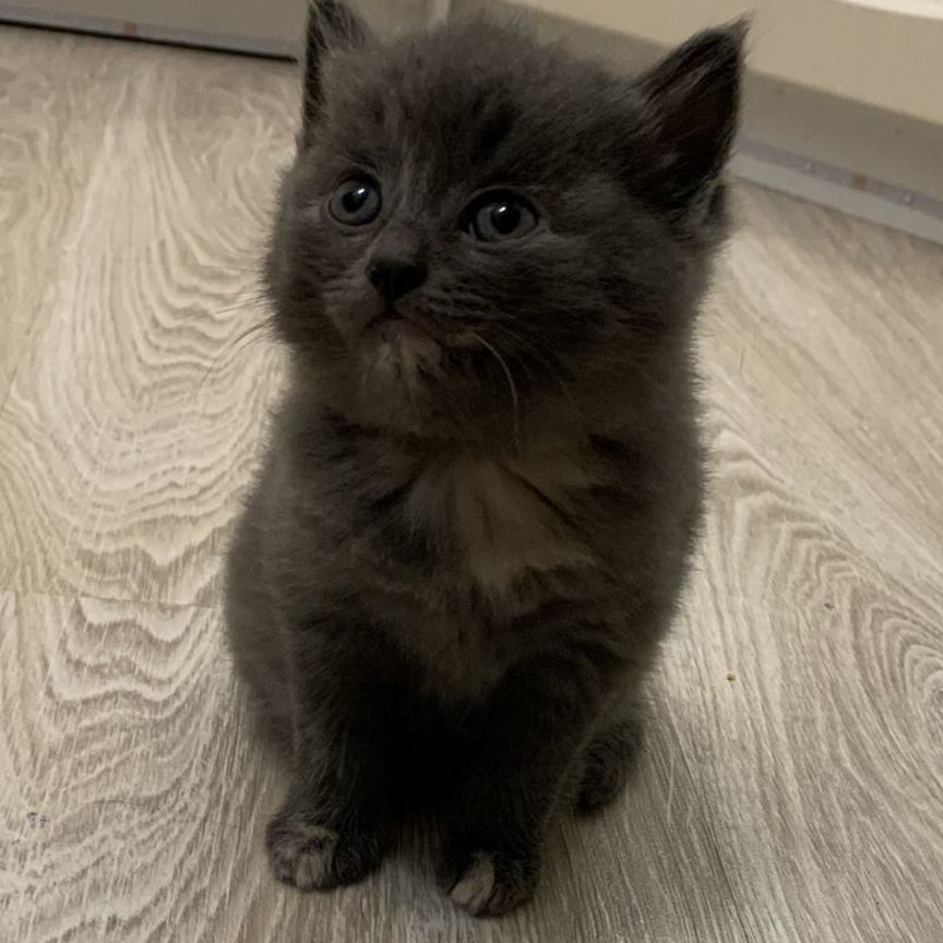 Русский голубой котёнок