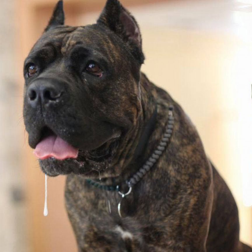 Кане-корсо, взрослая собака