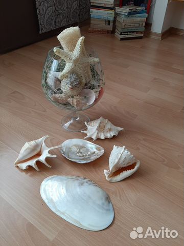 Морские ракушки раковины Аквариум