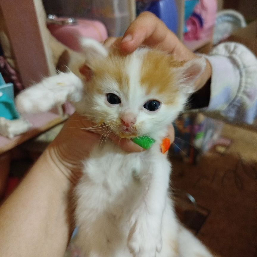 Котёнок в добрые руки