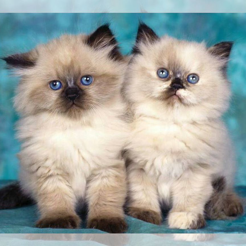 Невский маскарадный котёнок