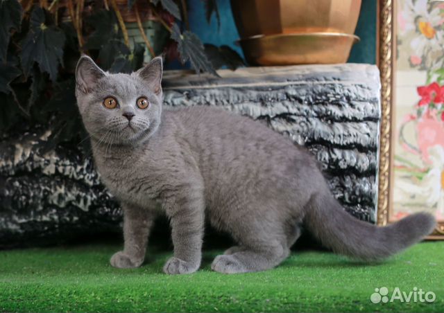 Голубой британский мальчик
