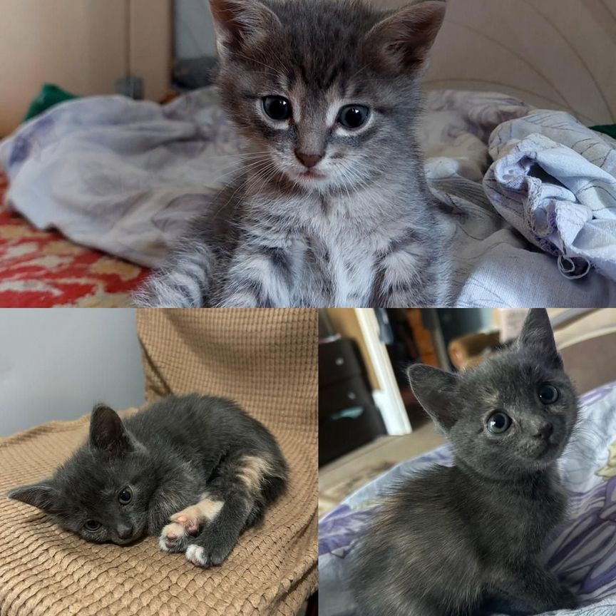 Котёнок в добрые руки