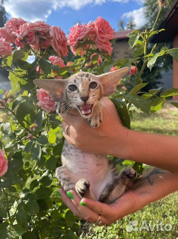 Ориентальный котенок