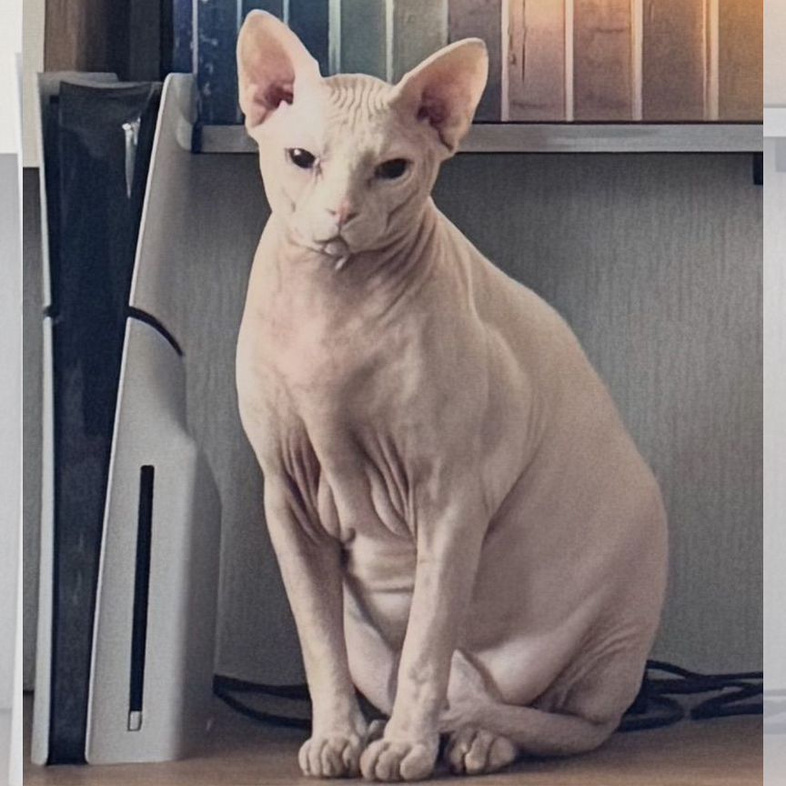 Канадский сфинкс, взрослый кот