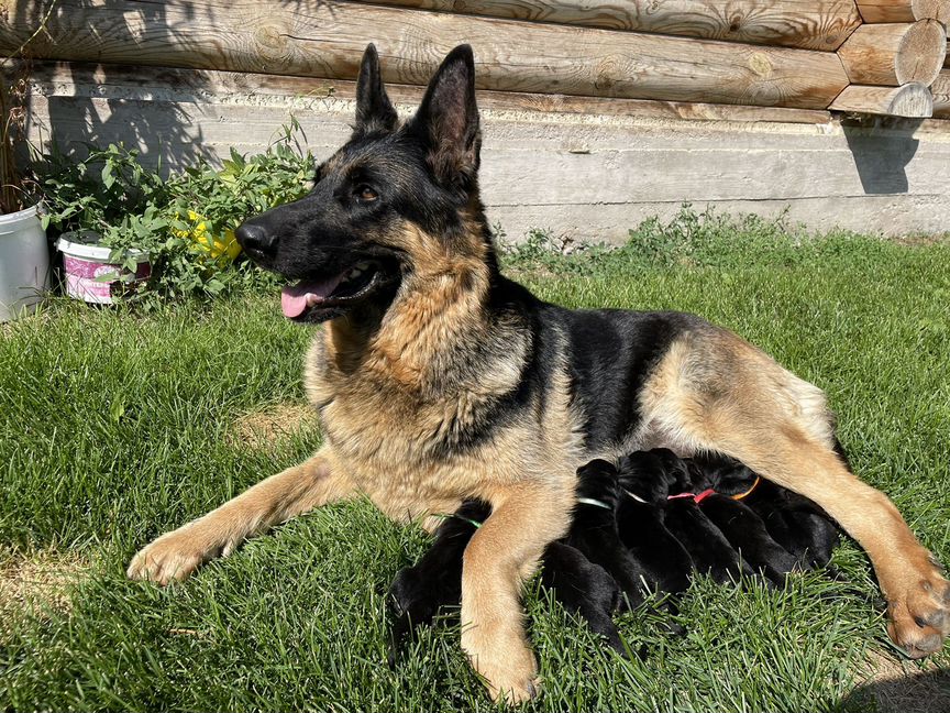 Немецкая овчарка