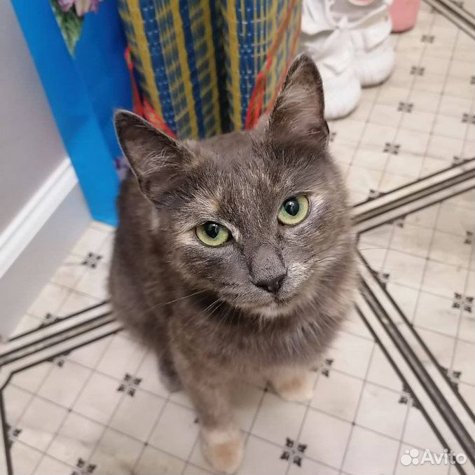 Кошка Печенька