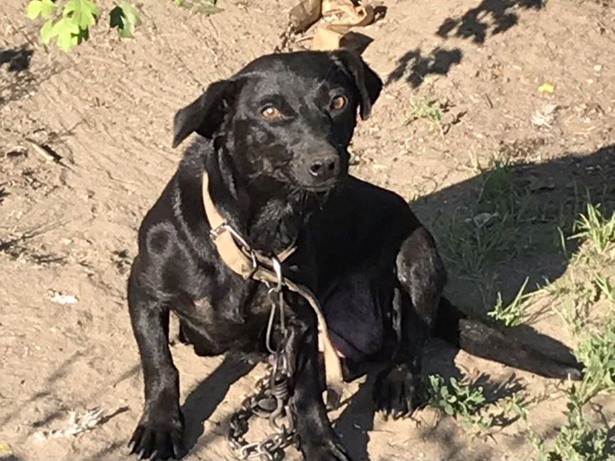 Собачка небольшего размера